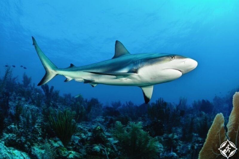 الهجرة الى جزر كايمان وأهم مميزاتها - أوروبا بالعربي